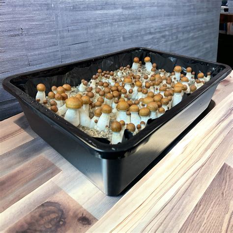 Premium Bulk Substrate Mix 5 Lbs Microppose