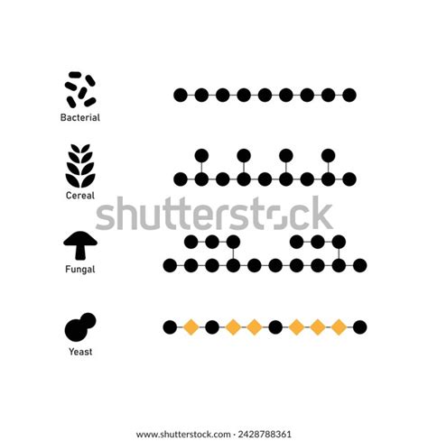 Types Beta Glucan Molecule Structure Scientific Stock Vector Royalty