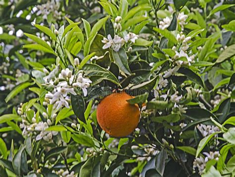 Ripe Oranges On Tree Stock Image Image Of Farming Chinese