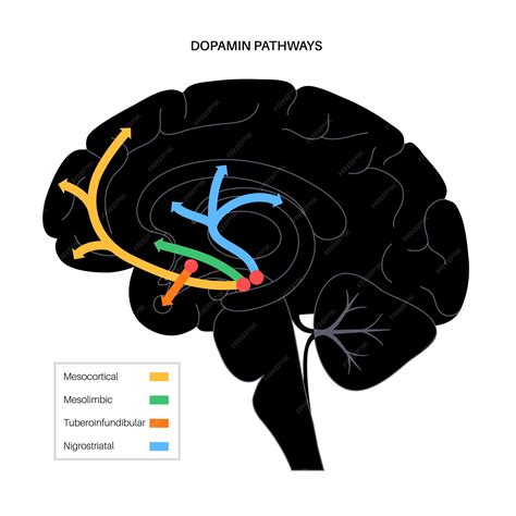 Premium Vector Dopamine Pathway In The Human Brain Monoamine Neurotransmitter Motor Control