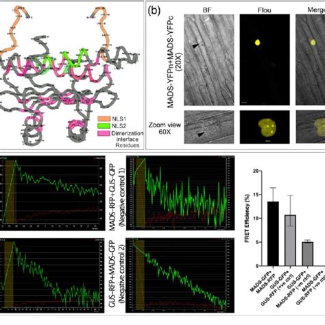Graphical Representation Of The Regulation Of Growth And Stress Download Scientific Diagram