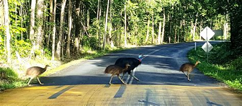 Green Tree Python Of The Daintree Rainforest North Queensland