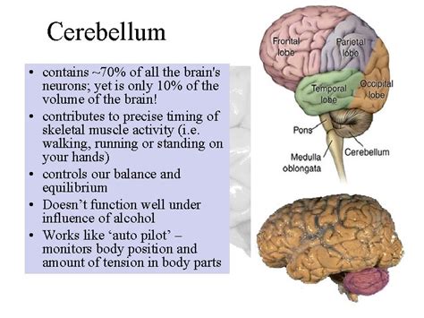 Cerebral Cortex The Outermost Layer Of The Brain