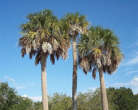 The Sabal Palm Scenicscape Landscaping And Lawn Care