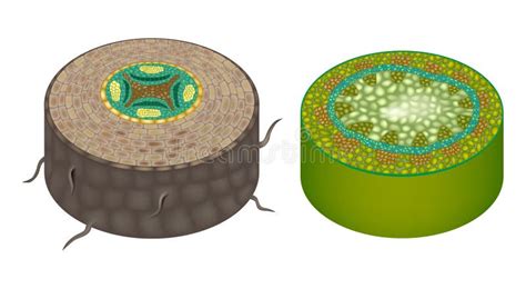 Educational Biological Illustration Showing A Detailed Cross Section Of
