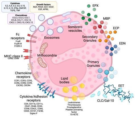 10 Key Facts About Eosinophils Definition Structure Function And Disorders