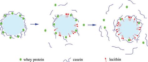 Interactions Between Lecithin And Proteins As The Lecithin Download Scientific Diagram