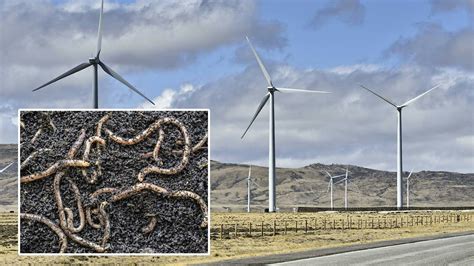 Landowner Says Wind Turbines Negatively Impact Earthworms Scientists