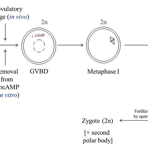 Schematic Representation Of The Process Of Mouse Oocyte Maturation