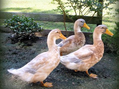 Farm Duck Breeds