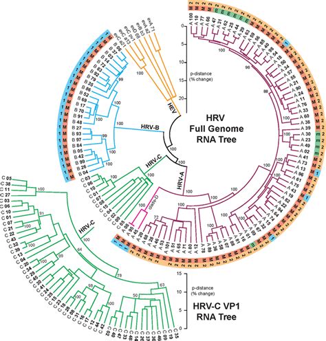 Phylogenetic Tree Shown Are Circle Phylogram Relationships For Known Download Scientific