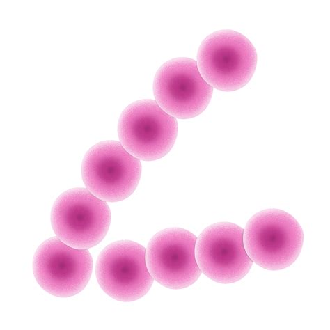 Streptococcus Bacteria Illustration By Hand Drawn 42569462 Png