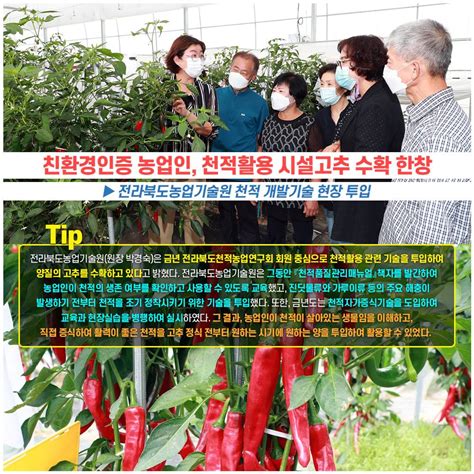 전북특별자치도농업기술원 천적활용 시설고추 수확 한창 전라북도농업기술원 천적 개발기술 현장 투입