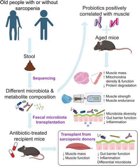 Sushma Racharla On Linkedin Sarcopenia Gutmicrobiota Musclehealth