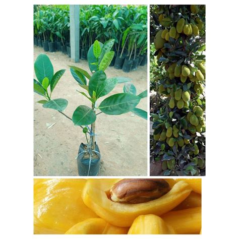 ต้นขนุนทวายปีเดียว ลูกใหญ่ ติดผลดก หวานกรอบอร่อย สูง70 80ซ ม แบบทาบกิ่ง Shopee Thailand
