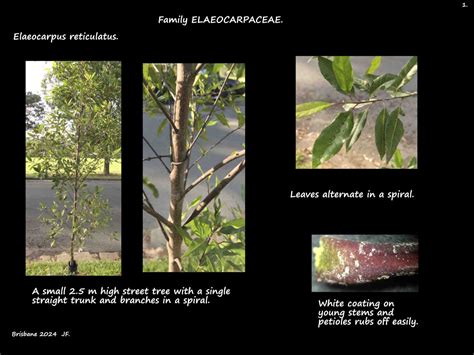 Elaeocarpus Reticulatus Botany Brisbane