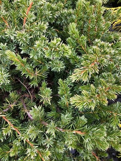 Juniper Blue Pacific Stadler Nurseries
