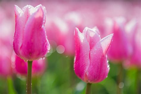 Обои цветы на рабочий стол