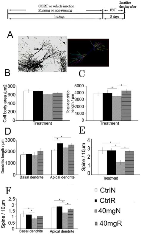 Dendritic Remodeling Of Hippocampal Ca3 Pyramidal Neurons A Left Download Scientific