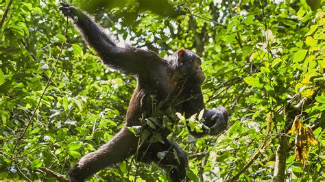 How Chimps Outmuscle Humans Science Aaas