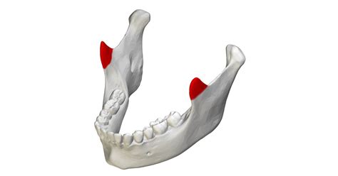 1 Minute Bones Conoid Coronoid Or Coracoid Quiz By Hannahmat