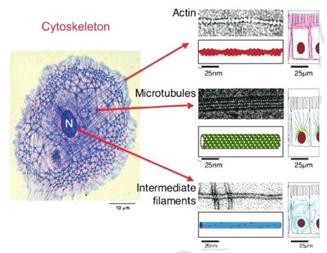 Animal Cell Diagram Labeled Cytoskeleton