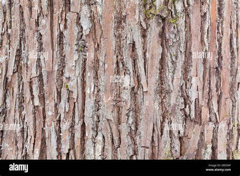 Tree Bark Hi Res Stock Photography And Images Alamy