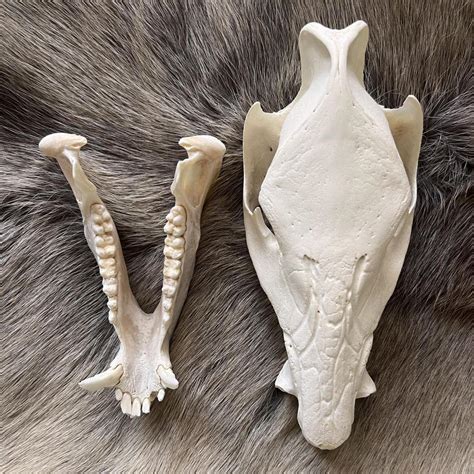 Javelina Peccary Skull Professionally Beetle Depop