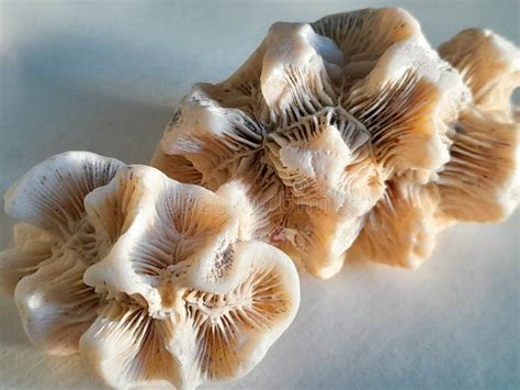 A Beatiful Mollusk Fossil Stock Image Image Of Natureza 325730045