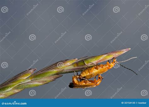 Couple Of Cricket Having Sex On A Spike Royalty Free Stock Photo Image