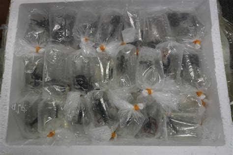 香港海關偵破約四百萬元快艇走私案件（附圖）