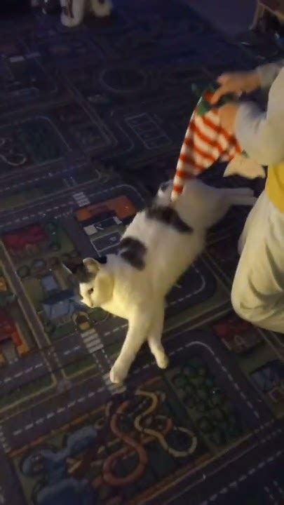 Новогодний котёнок😸 Youtube