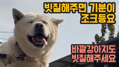 바깥 진돗개 월동준비 하기 빗질 집 보온 그리고 사랑 Youtube