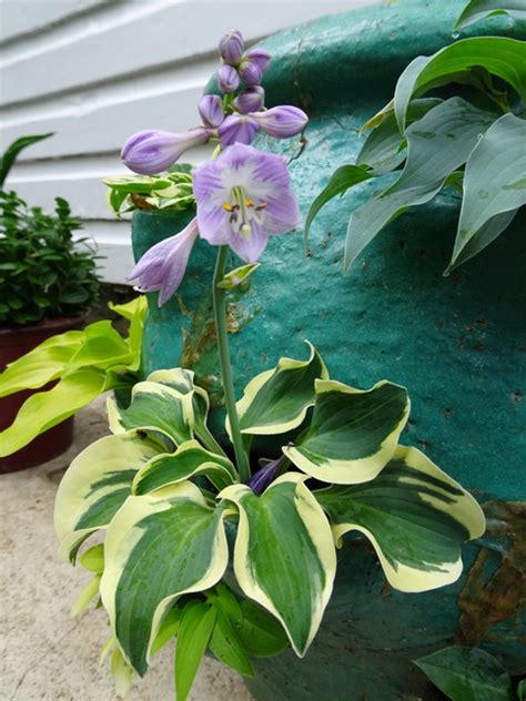 Hosta Mini Skirt Carolyns Shade Gardens