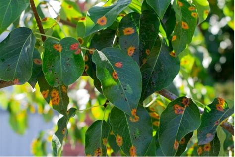 Oak Tree Disease Florida Pregnancy Informations