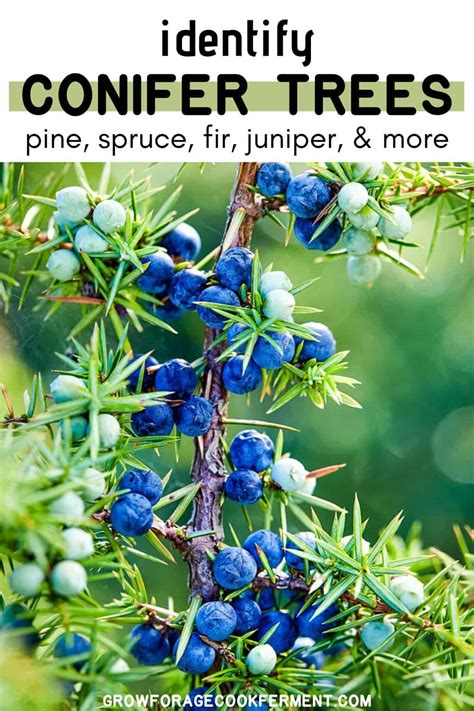 How To Identify Conifer Trees Pine Fir Spruce Juniper And More
