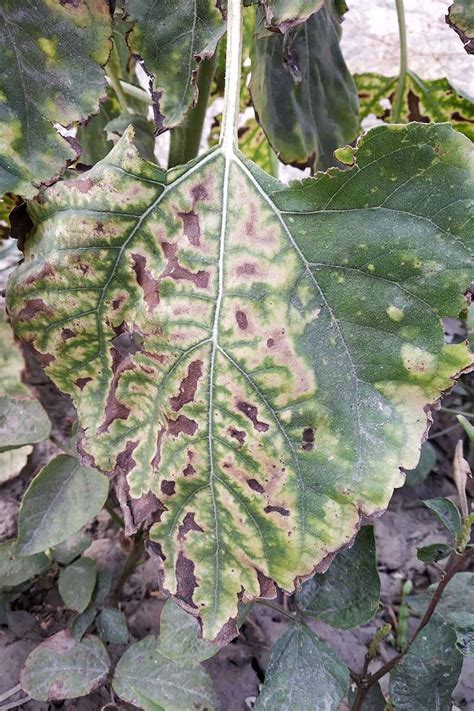 How To Identify And Manage Common Sunflower Diseases Improve My Home 24