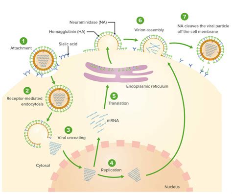 Influenza Virusesinfluenza Concise Medical Knowledge