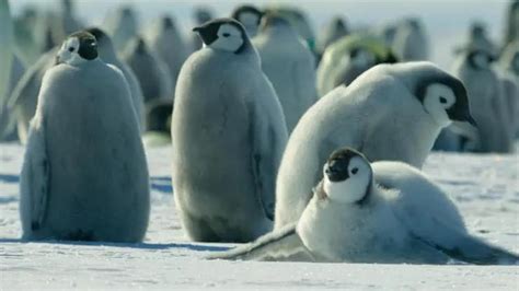 Secrets Of The Penguins Heart Of The Emperors Tv Episode 2025 Imdb