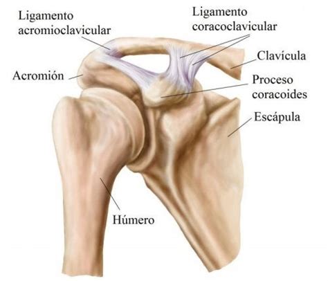 Articulación Del Hombro — Mejor Con Salud