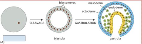 Cell Bio 4 Flashcards Quizlet
