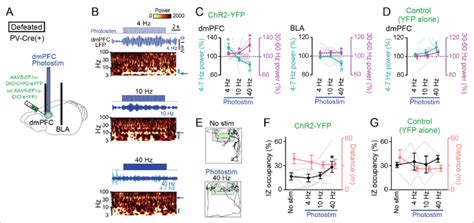 Restoration Of Social Approach Behavior By Optogenetic Photostimulation Download Scientific