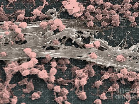 Staphylococcus Aureus Bacteria Sem 3 Jigsaw Puzzle By Science Source Pixels