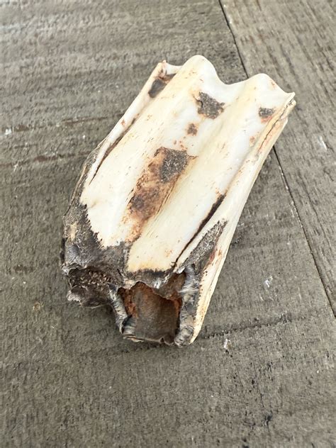 Fossil Bison Tooth Oklahoma Prehistoricoregon