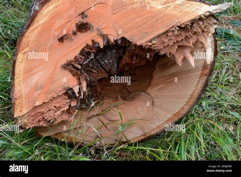 Felled Tree With Diseased Core Stem Cross Section Brown Rot Tree
