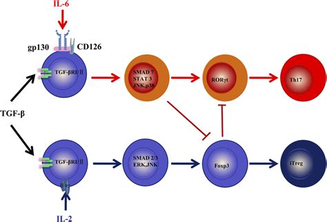 Schematic Model For The Role Of Tgfb Signaling Pathways In Itreg And Download Scientific