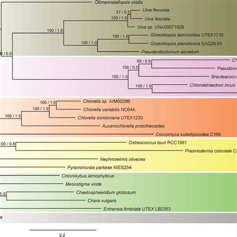 Maximum Likelihood Tree Inferred From 58 Protein Coding Sequences 13 Download Scientific