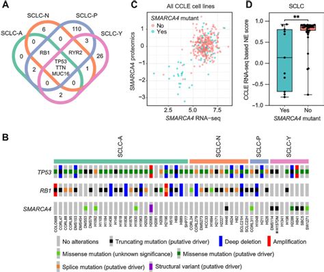 Molecular And Pathologic Characterization Of Yap1 Expressing Small Cell Lung Cancer Cell Lines