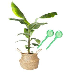 Waterbollen Hoe Gebruik Je Ze En Hoe Handig Zijn Ze Planttools