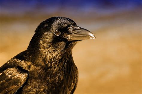 Corvus Insurance Enhances Virtual Ciso Offering With Vciso Services Insurance Innovation Reporter